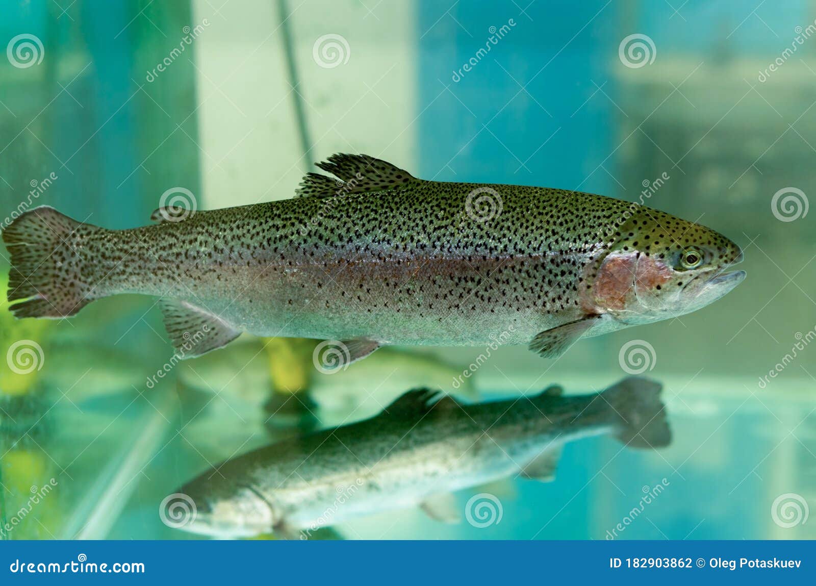 Live Trout in an Aquarium in a Supermarket Stock Photo - Image of alive ...