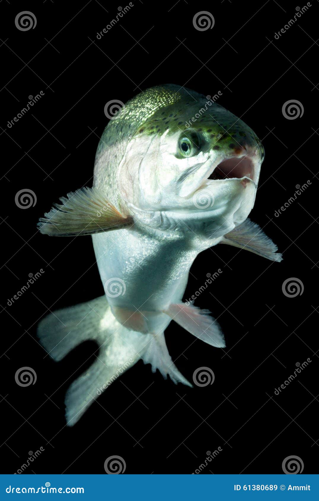 Live Trout Fish stock image. Image of angling, fishing - 61380689