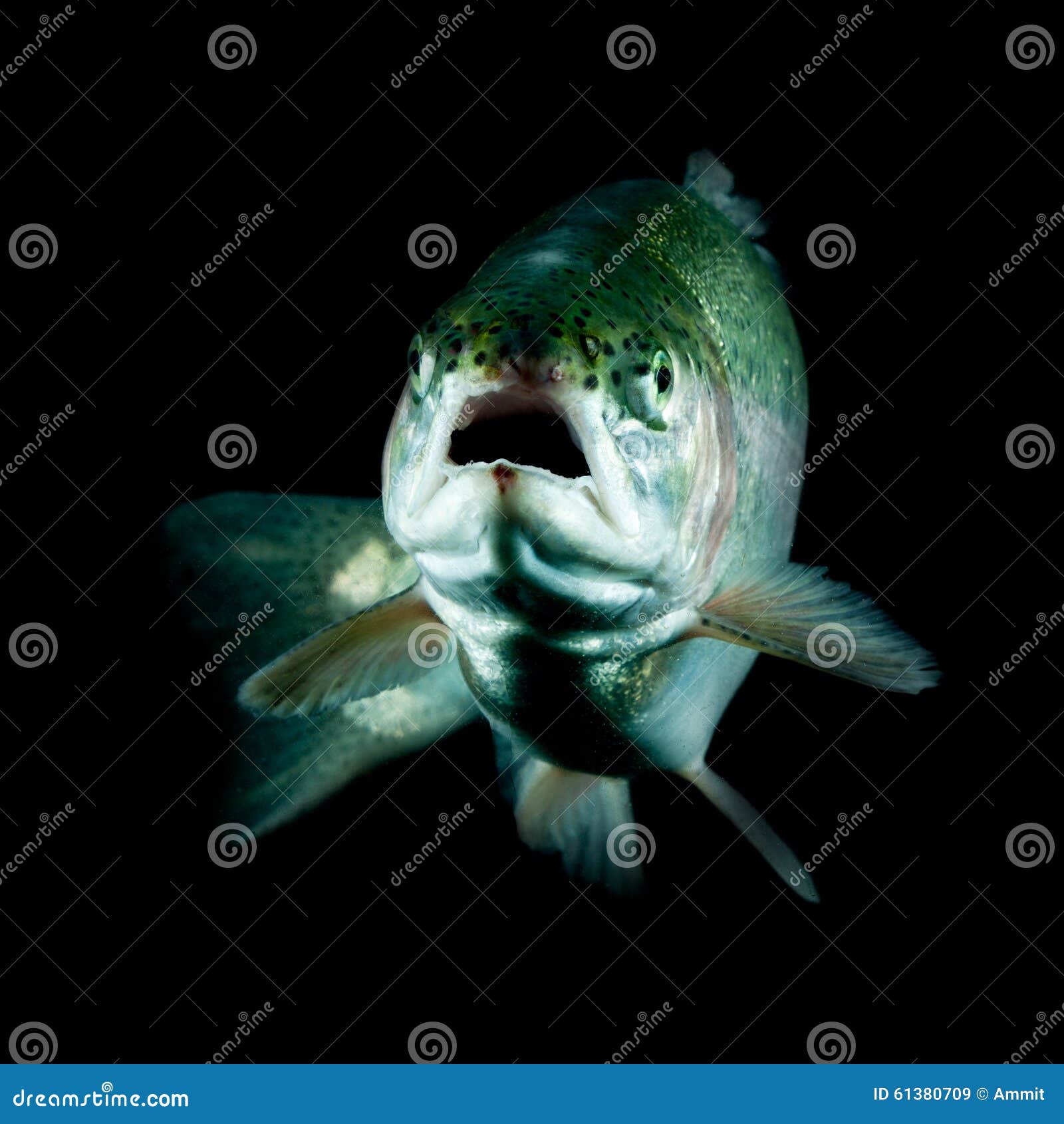 Live Trout Fish stock image. Image of black, face, aquaculture - 61380709