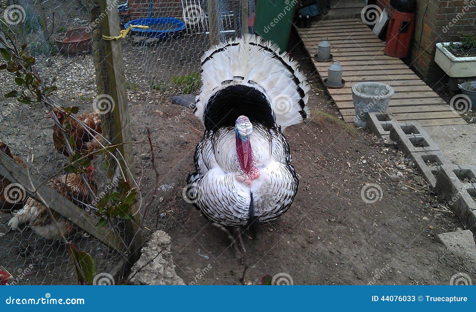 Live turkey in a farm stock image. Image of farm, alive - 44076033