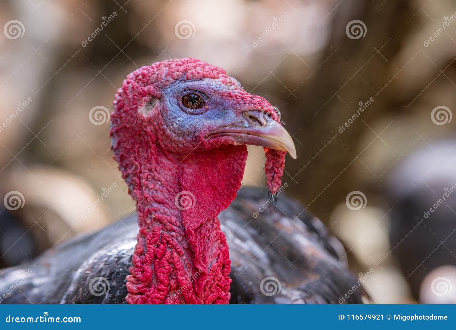 Turkey head close-up stock image. Image of head, portrait - 116579921