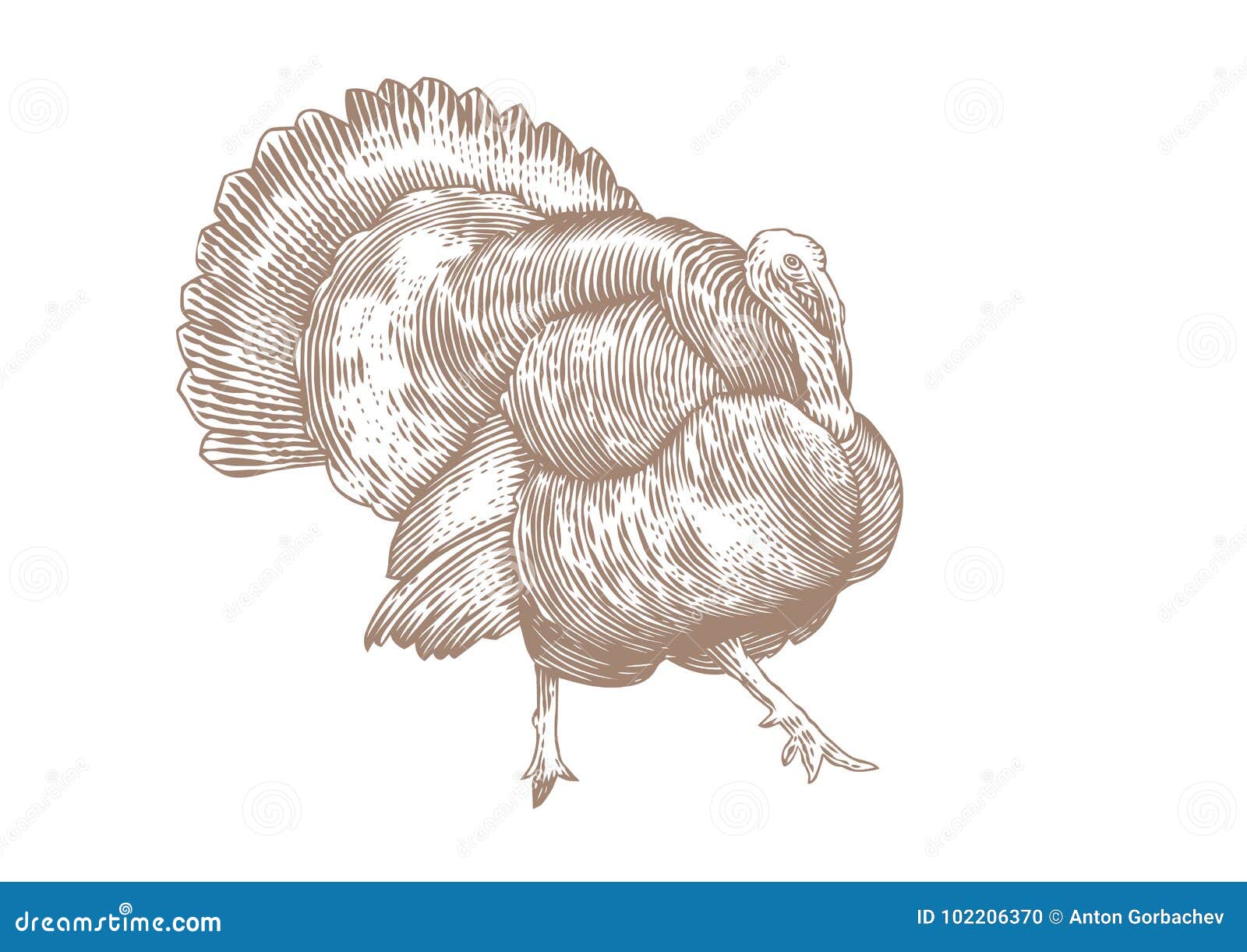 Live Turkey. Poultry. The Symbol Of Thanksgiving. Design Element With ...