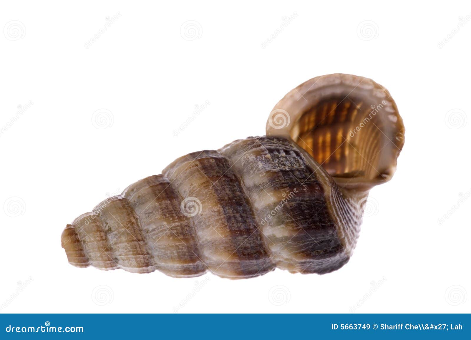 Live Whelk stock image. Image of marine, gastropod, nature - 5663749