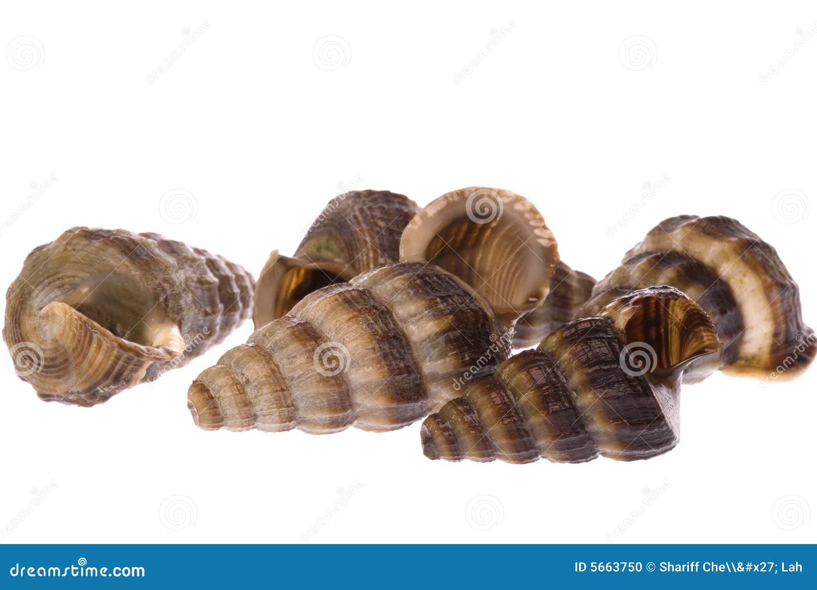 Live Whelks stock photo. Image of seashell, shells, detail - 5663750