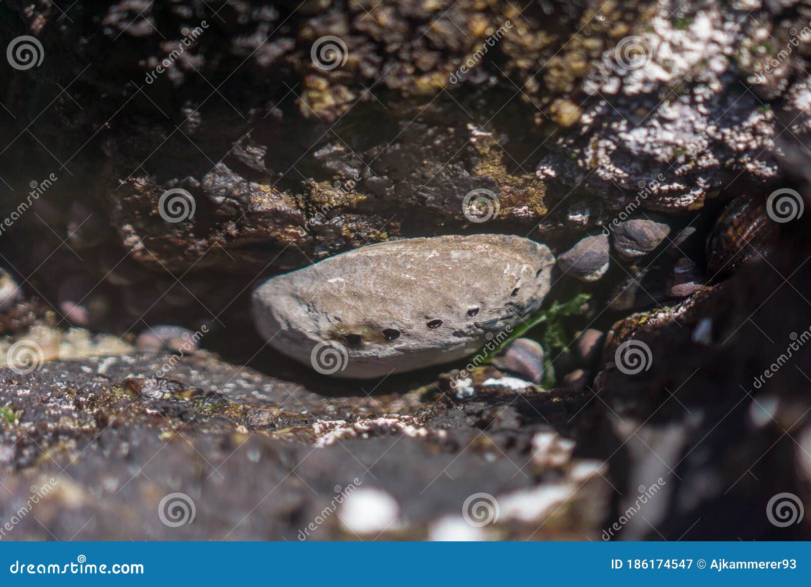 Live White Abalone in a Pacific Ocean Rock Crevice Stock Image - Image ...