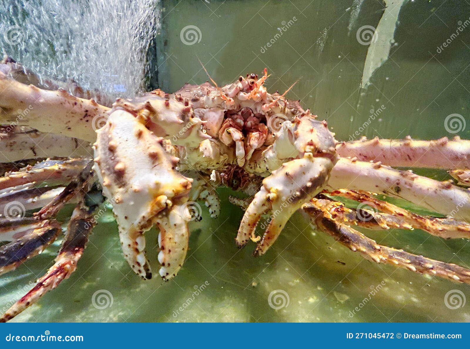 Live Wild King Crab stock photo. Image of seafood, aquarium - 271045472