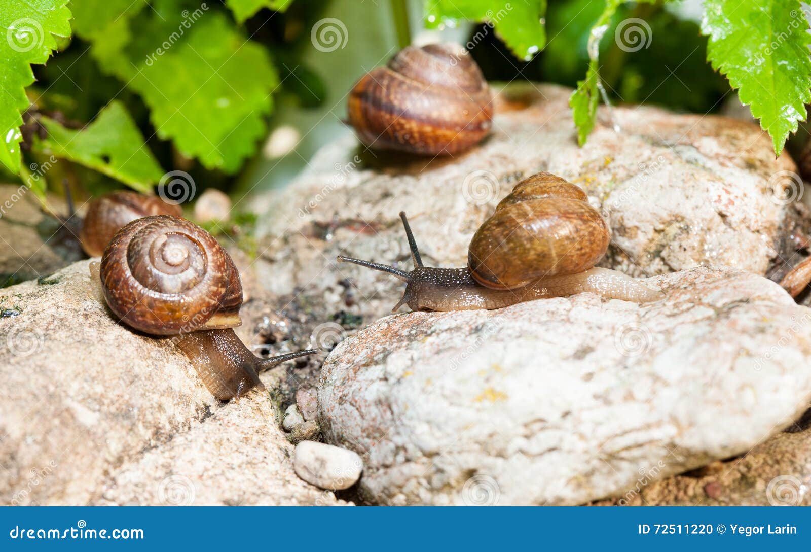 Live Wild Snails in Shells on the Stone Stock Photo - Image of mollusk ...