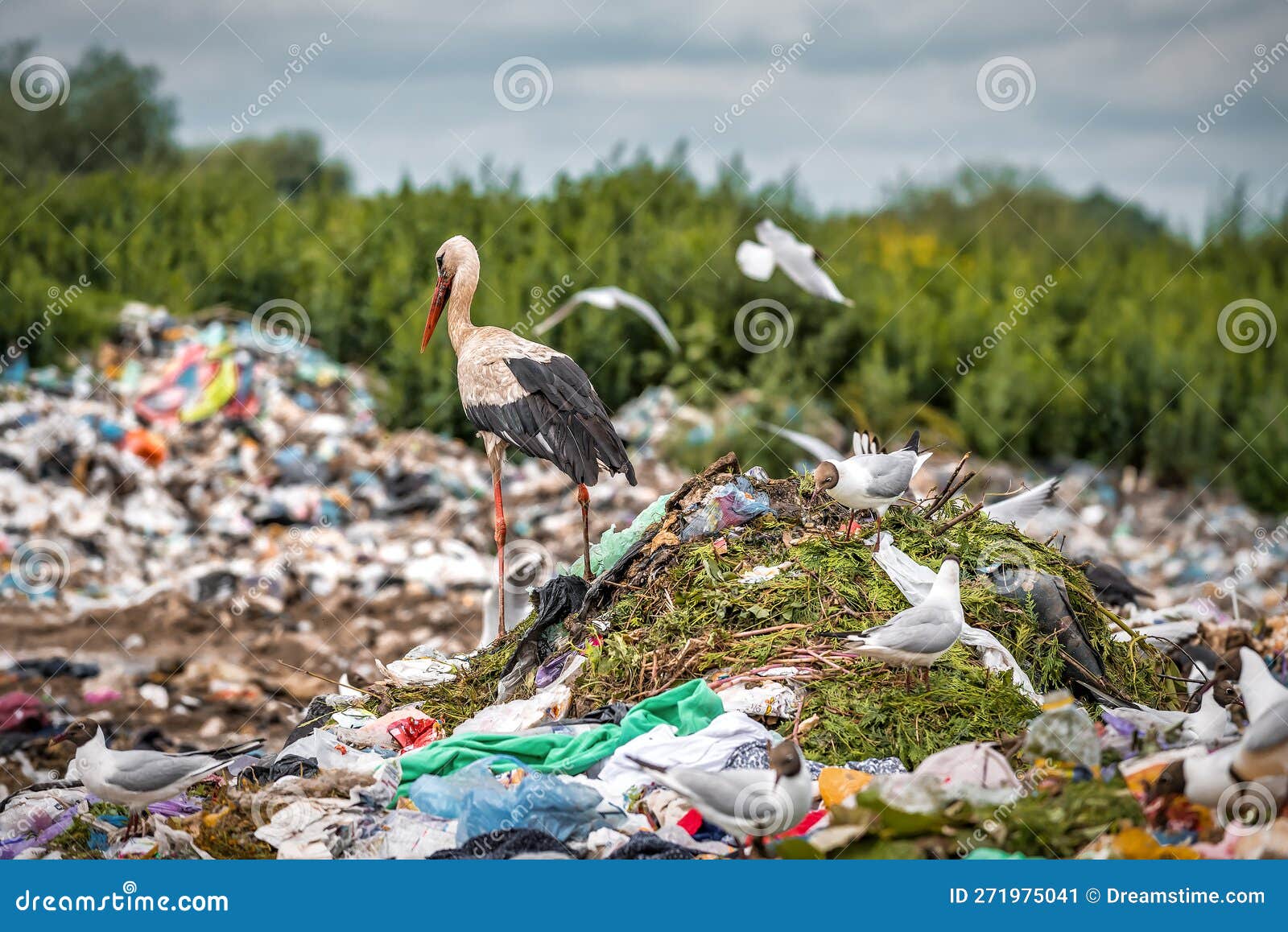 Live Wild Stork on the Garbage Dump Stock Image - Image of forest ...