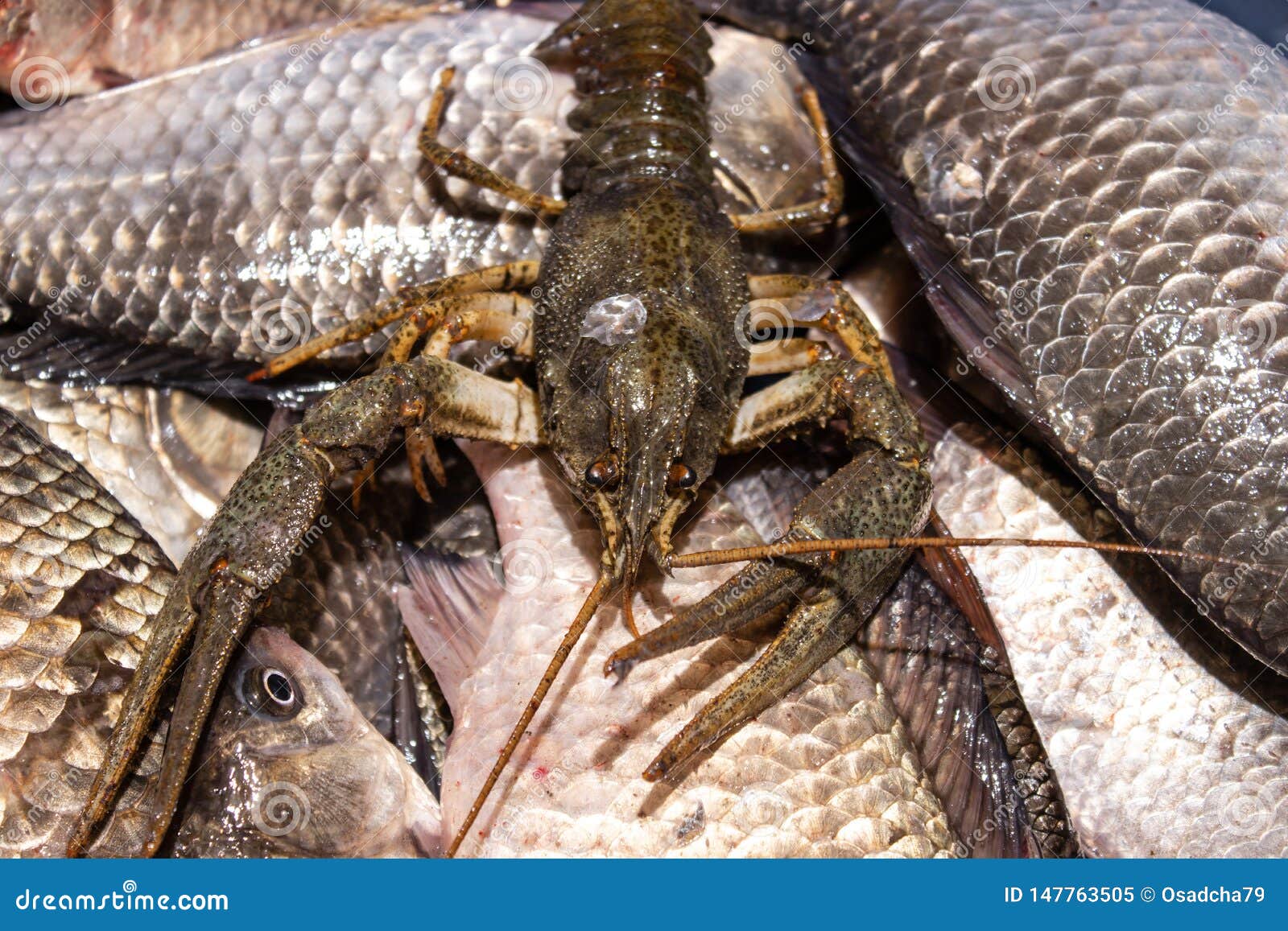 Lively Cancer Crawls on a Big Fish Stock Image - Image of natural ...