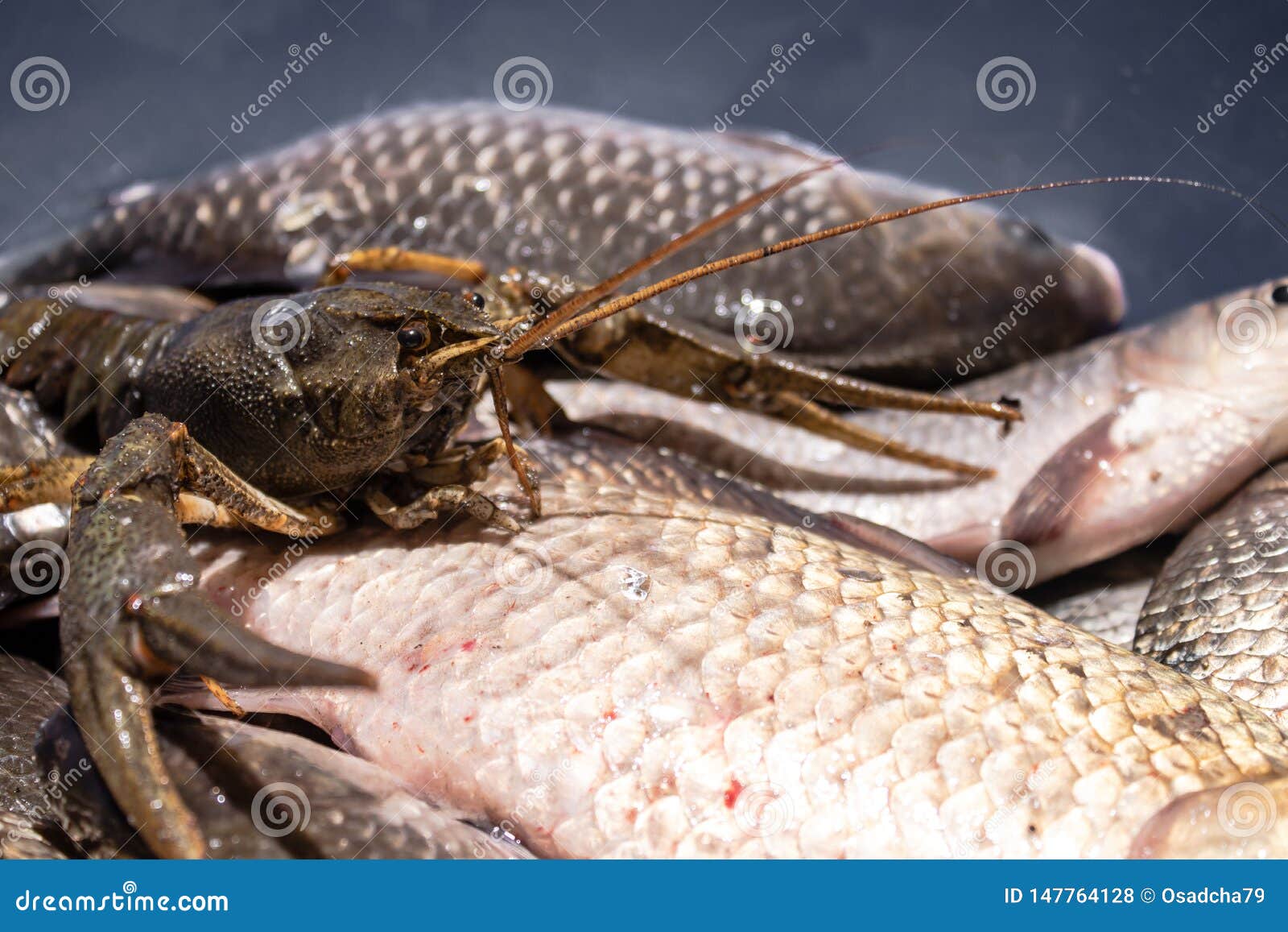 Lively Cancer Crawls On A Big Fish Royalty-Free Stock Image ...