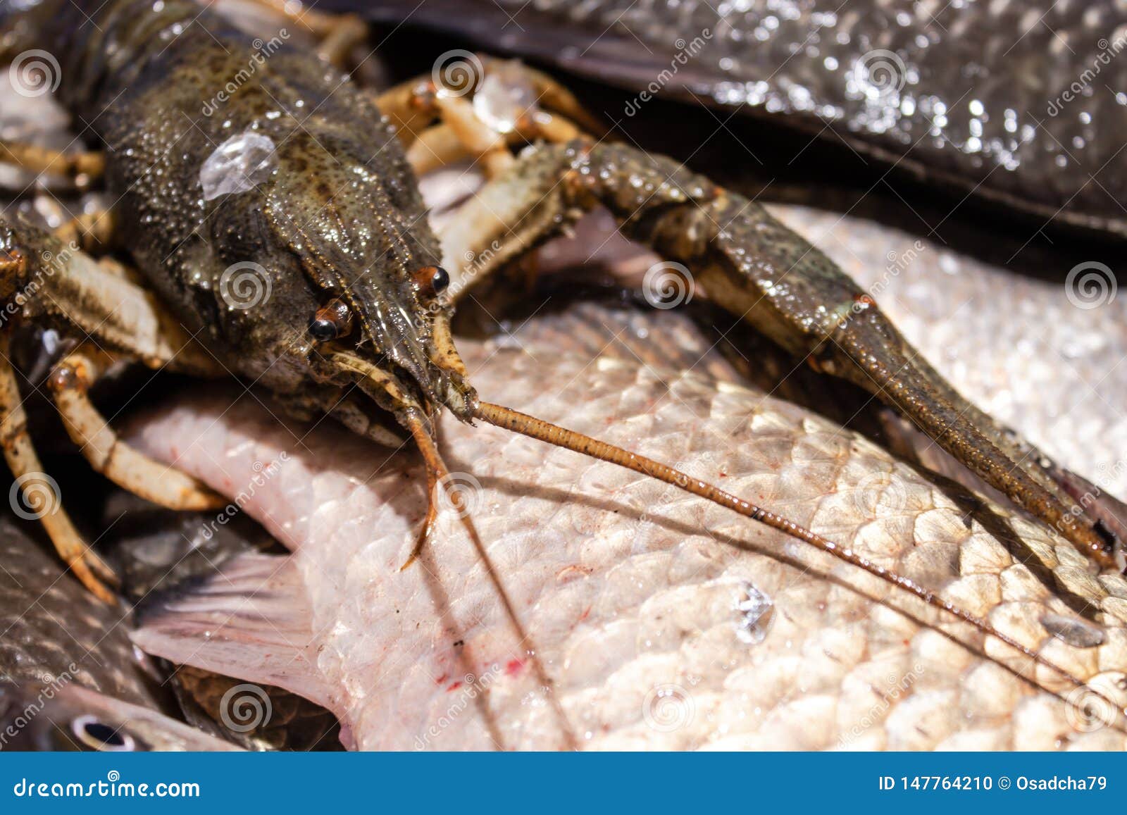 Lively Cancer Crawls on a Big Fish Stock Photo - Image of lobster ...
