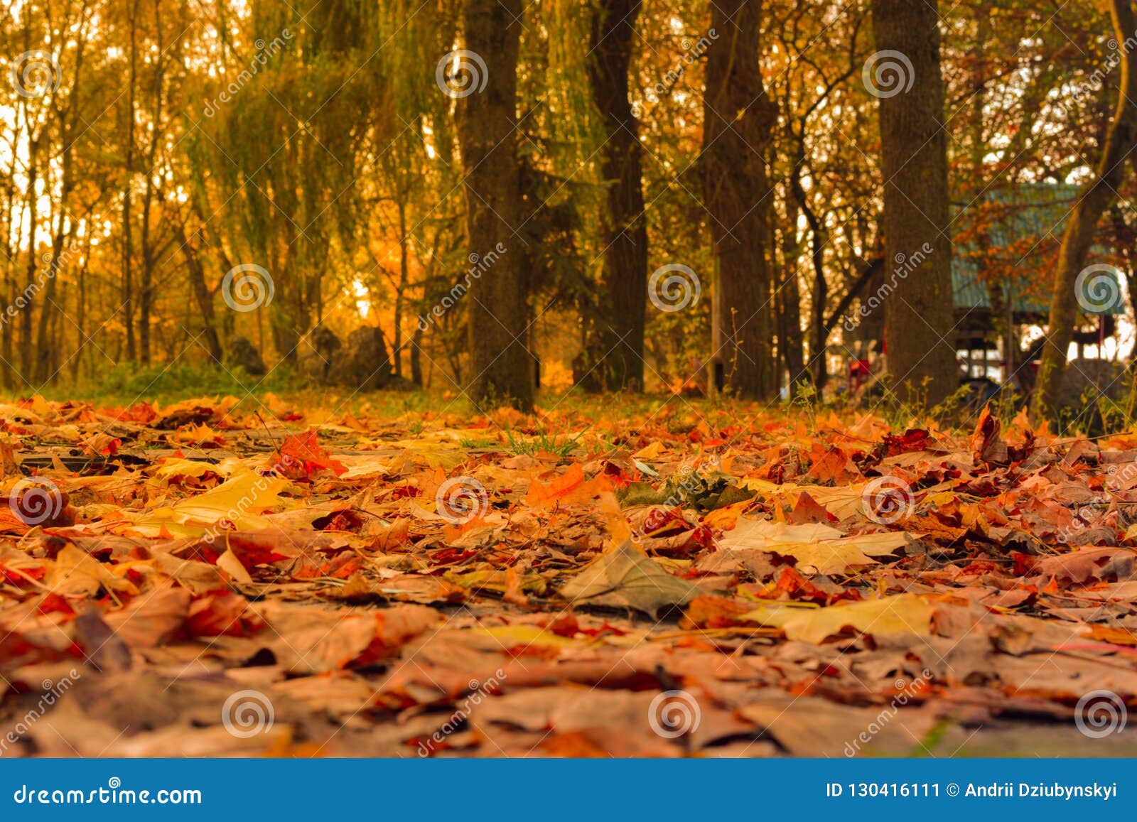 Lively Closeup of Falling Autumn Leaves with Backlight from the Sun ...