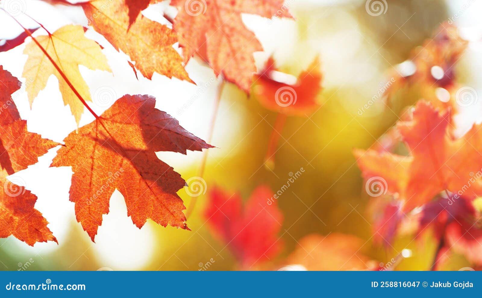 Lively Closeup of Falling Autumn Leaves Stock Image - Image of bright ...