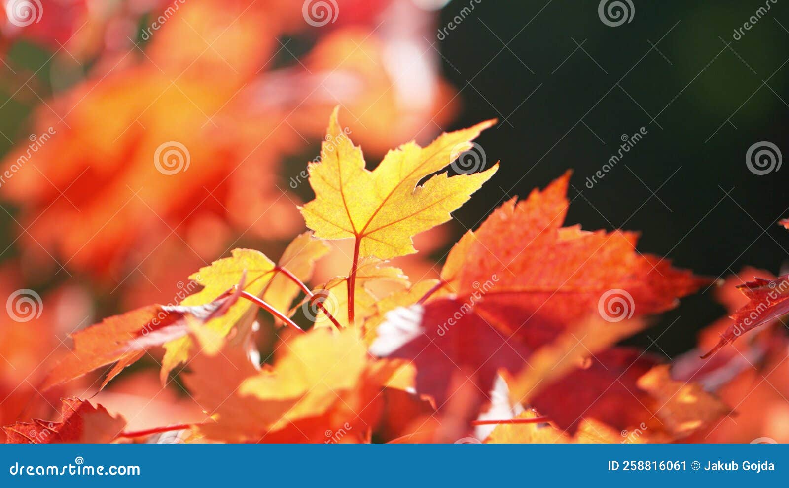 Lively Closeup of Falling Autumn Leaves Stock Image - Image of autumn ...