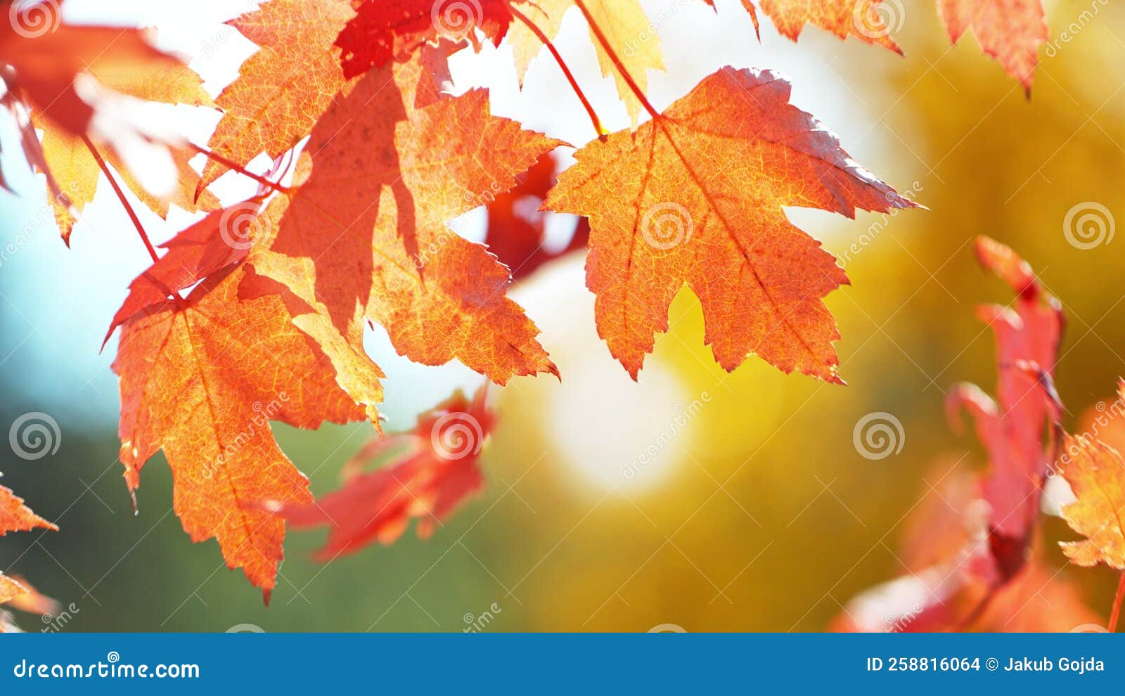 Lively Closeup of Falling Autumn Leaves Stock Photo - Image of ...