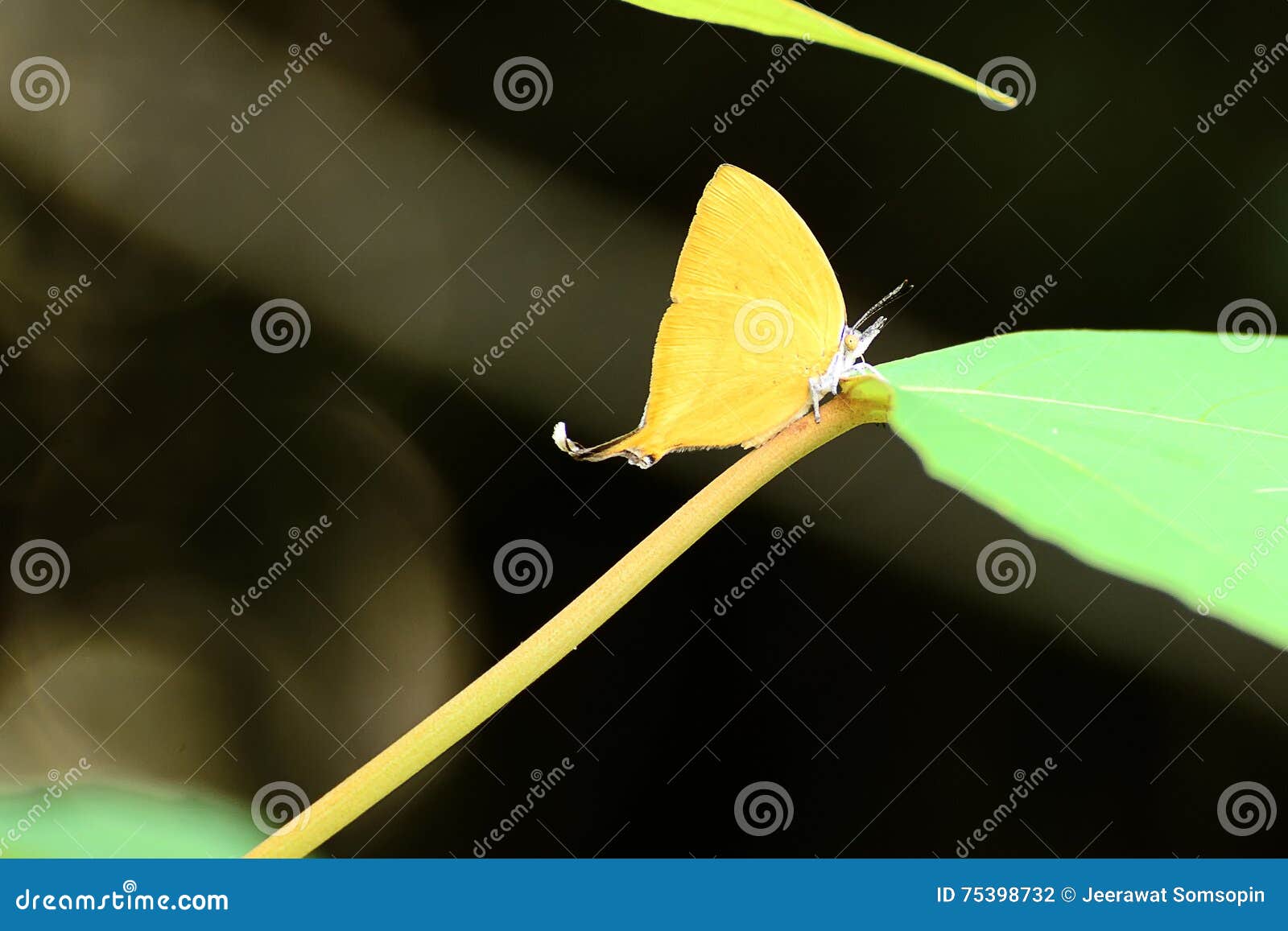 A Lively Common-Yamfly Butterfly Stock Photo - Image of yellow, loxura ...