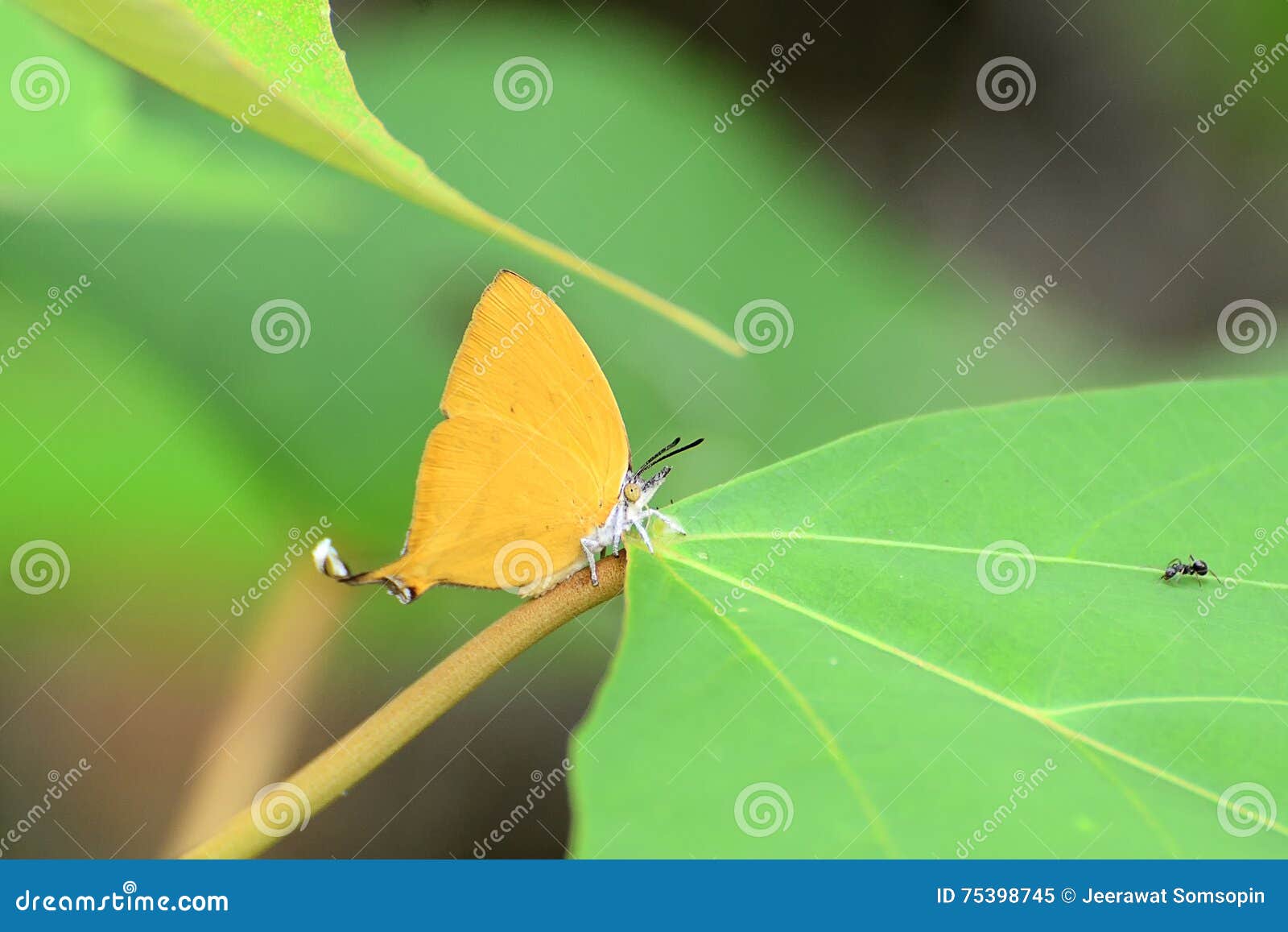 A Lively Common-Yamfly Butterfly Stock Image - Image of lively, loxura ...