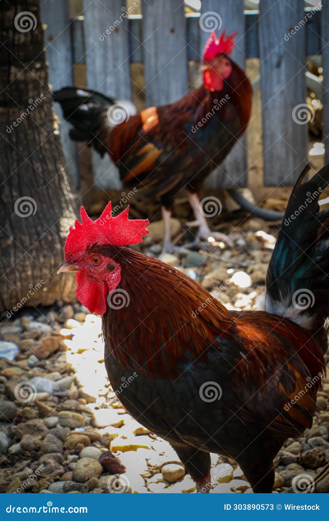 Lively Pair of Roosters in a Crowded Chicken Coop Stock Image - Image ...