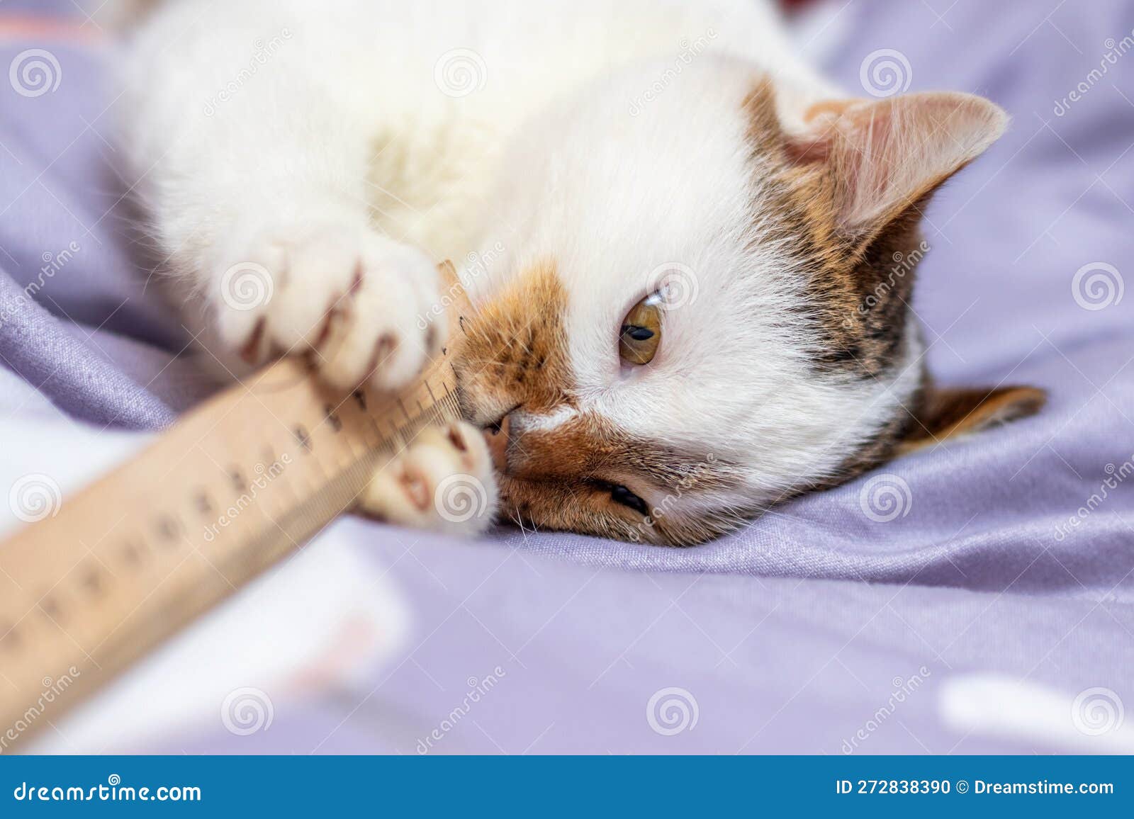 Lively Playful Cat Lying in Bed and Playing with a Ruler Stock Photo ...