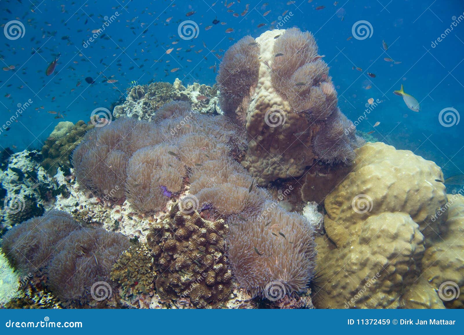Lively reef stock image. Image of life, ecosystem, thailand - 11372459