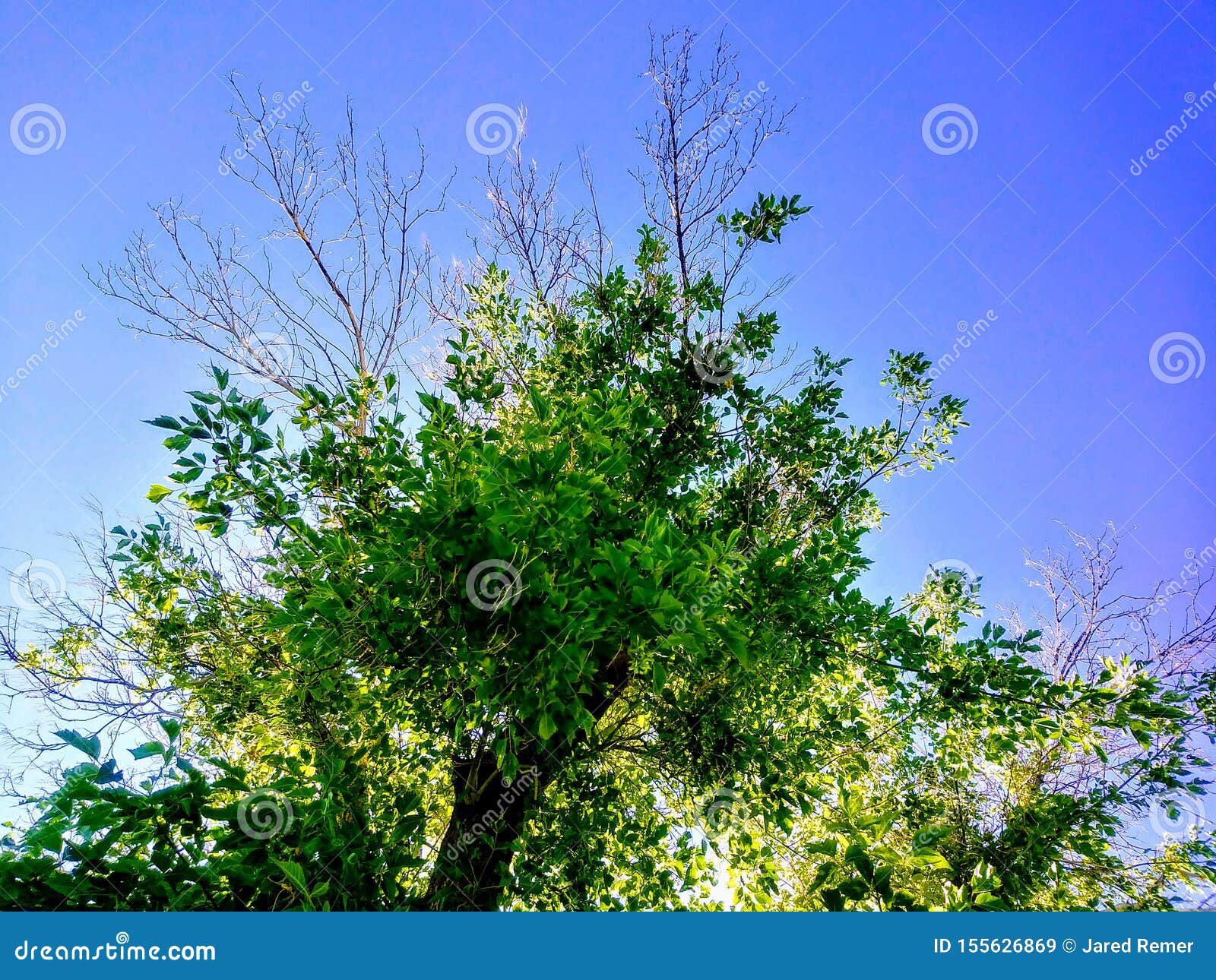 Lively tree stock image. Image of blue, tree, green - 155626869