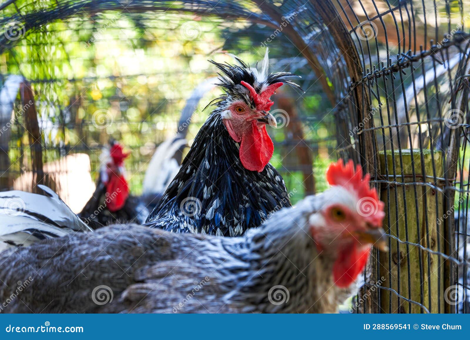 Lively White Feather Chicken Close-up on Farm Stock Image - Image of ...
