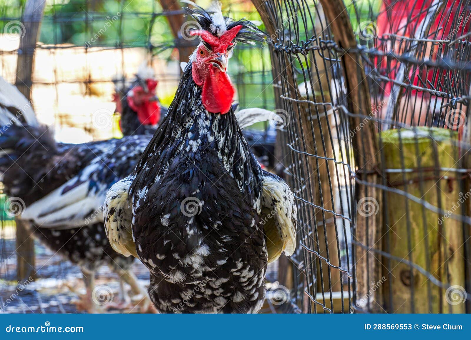 Lively White Feather Chicken Close-up on Farm Stock Image - Image of ...