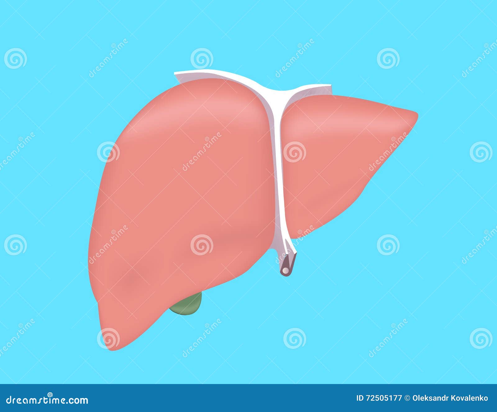 Liver Anatomy. Liver Structure Illustration Stock Vector - Illustration ...
