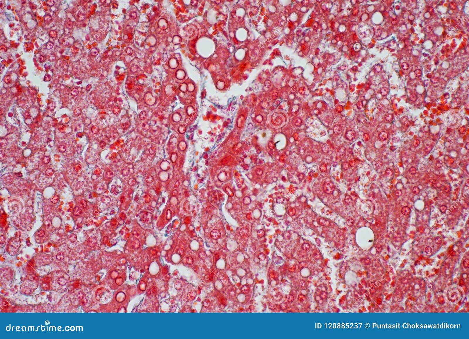 Liver Animal Tissue Under Microscope View Stock Image - Image of ...