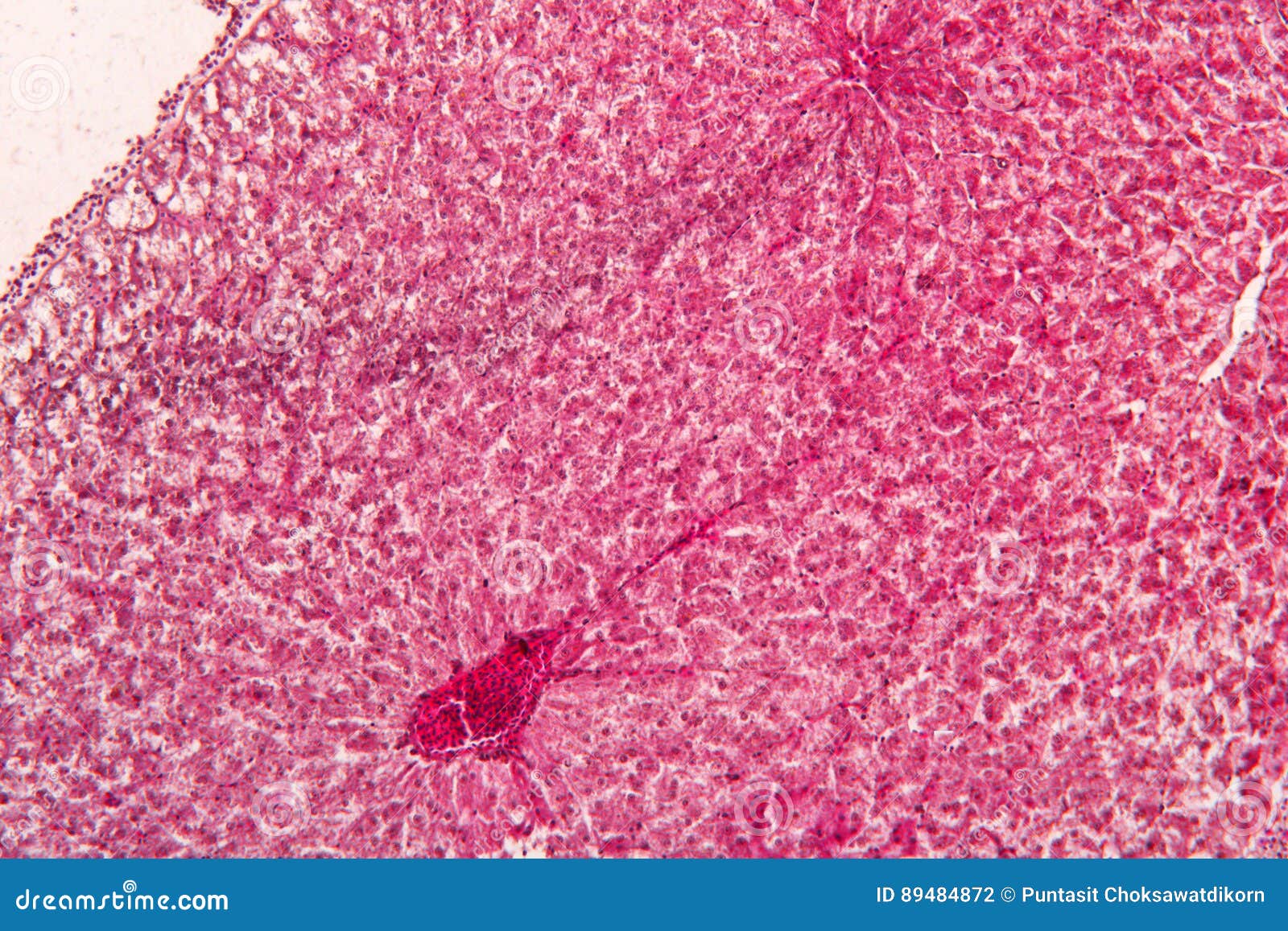 Liver animal tissue stock photo. Image of healthcare - 89484872
