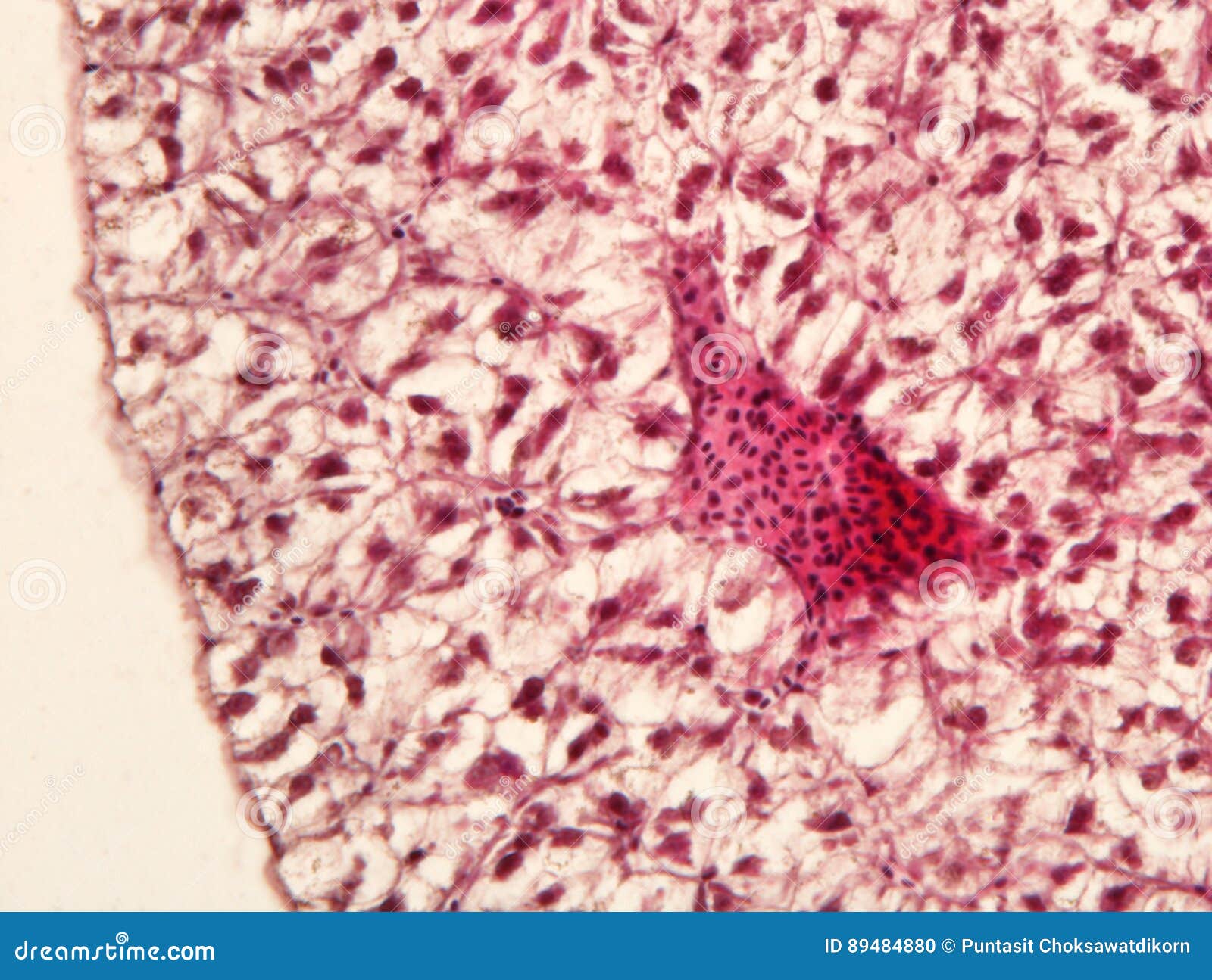 Liver animal tissue stock photo. Image of anatomical - 89484880