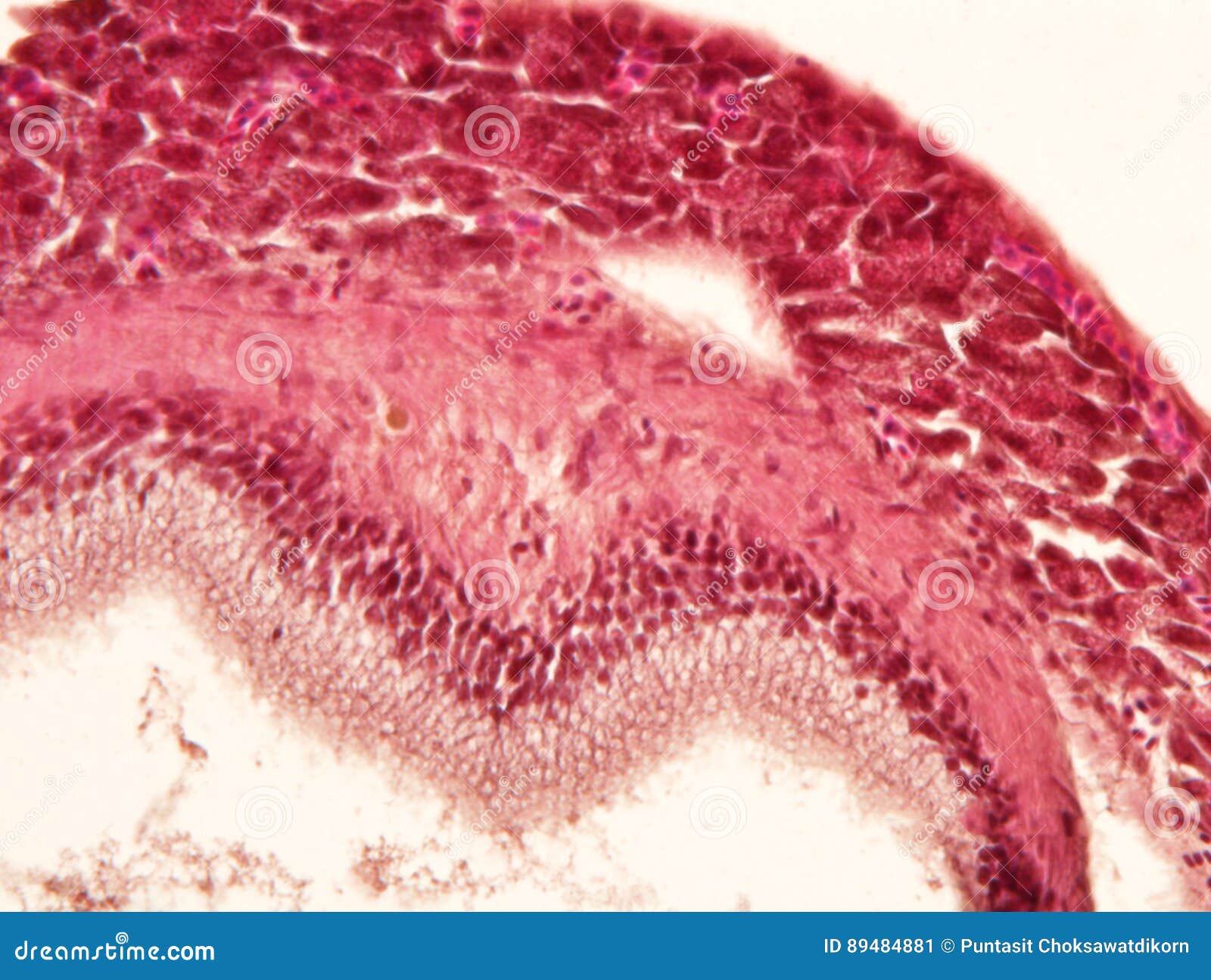 Animal Tissue Samples Under The Microscope. Stock Photo | CartoonDealer ...