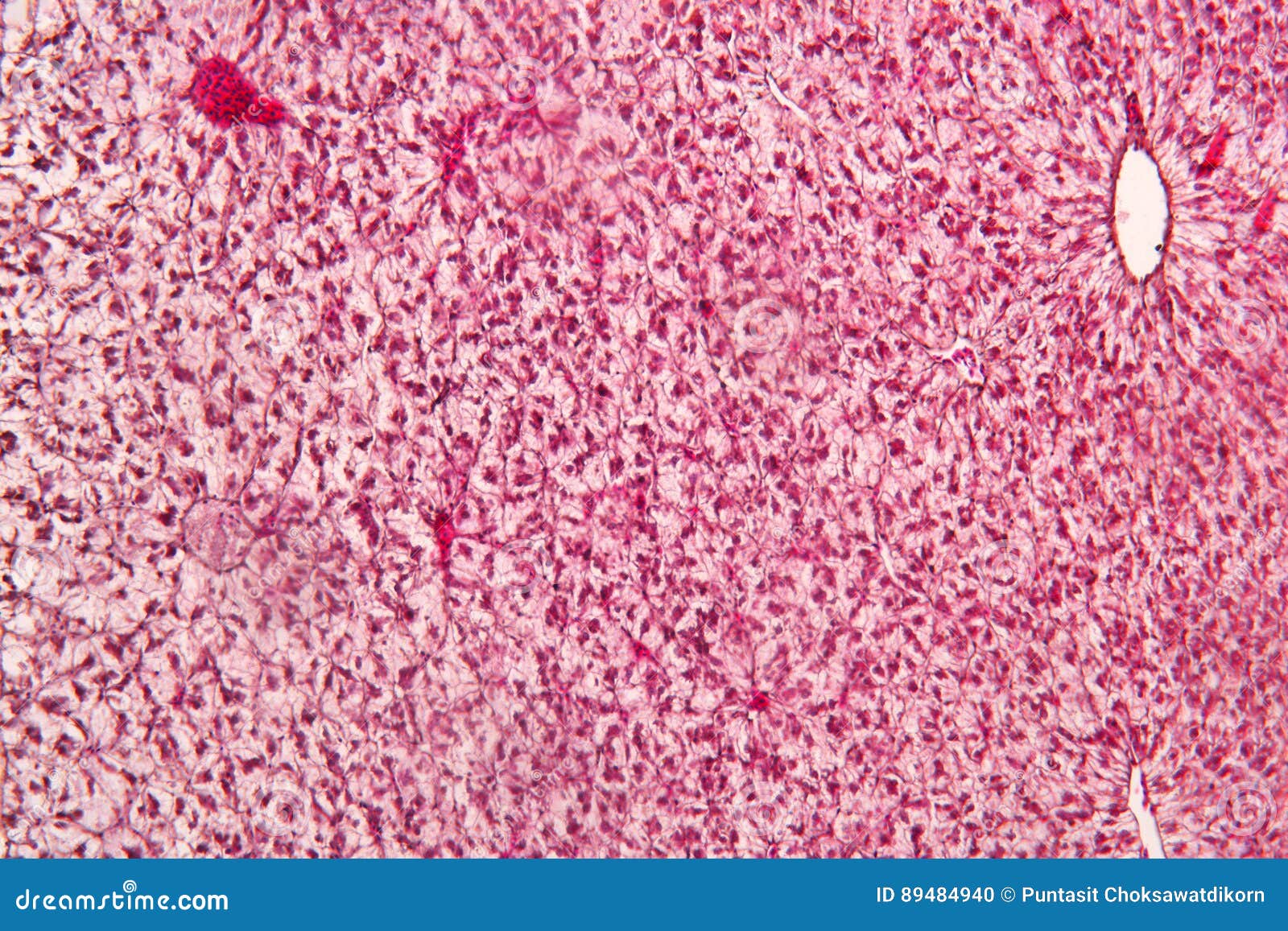Liver Animal Tissue Under Microscope View Stock Photo - Image of ...