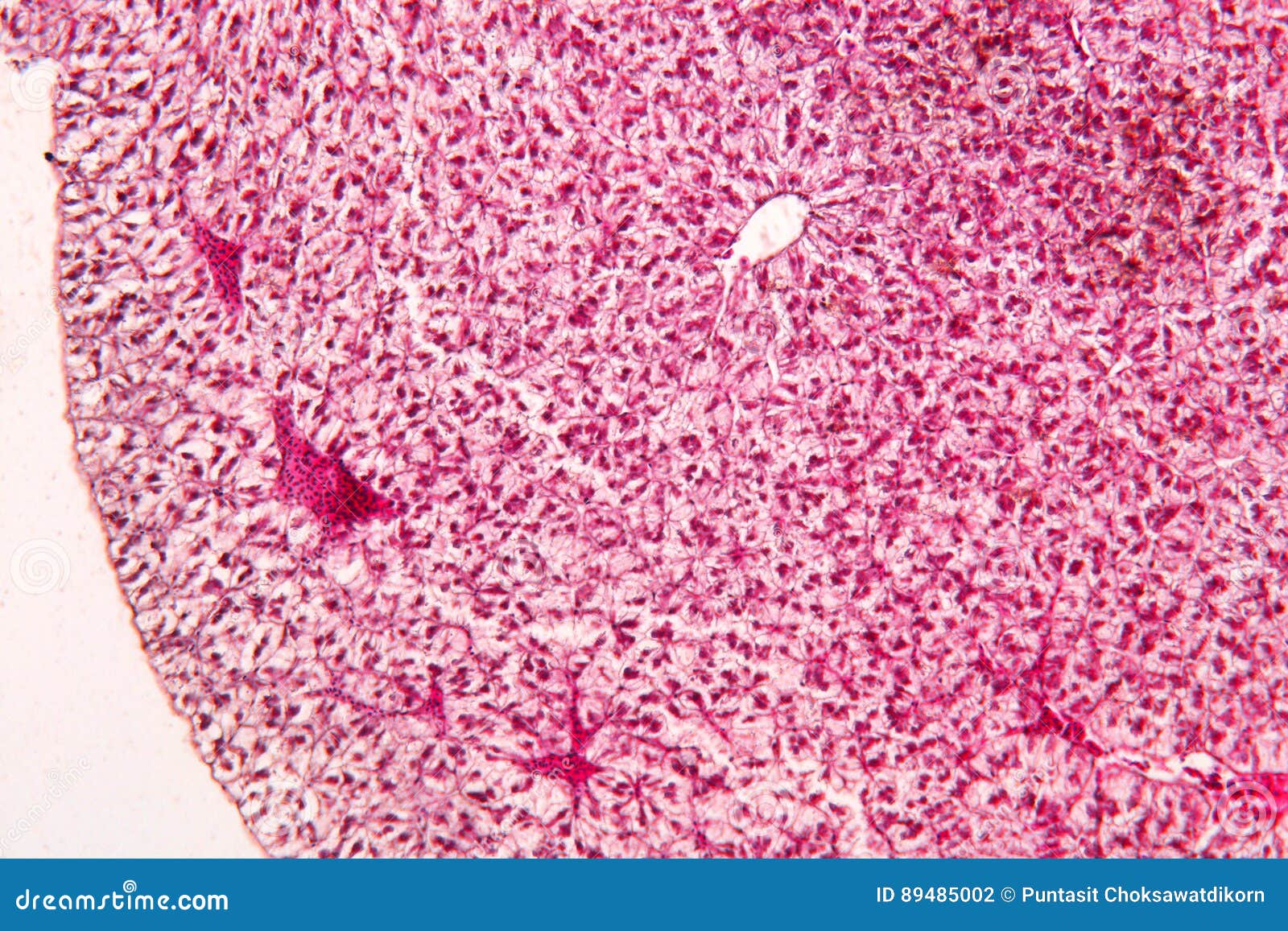 Liver Animal Tissue Under Microscope View Stock Photo - Image of ...