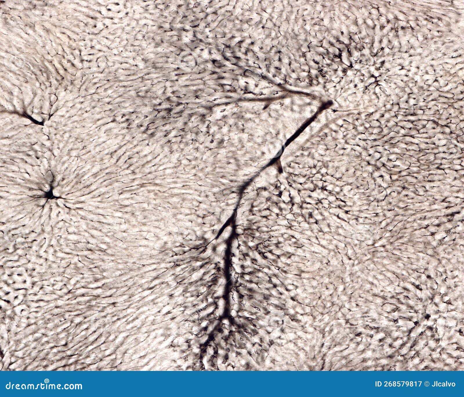 Liver. Blood vessels stock image. Image of microscopic - 268579817