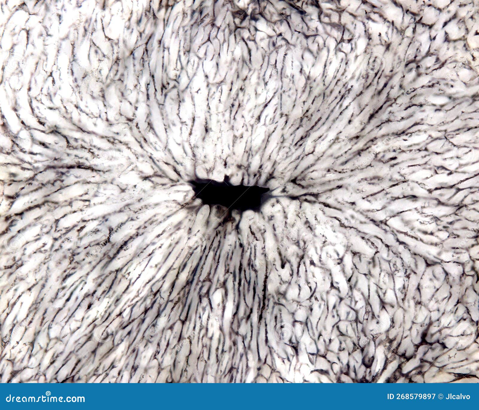 Liver. Blood vessels stock image. Image of microvasculature - 268579897