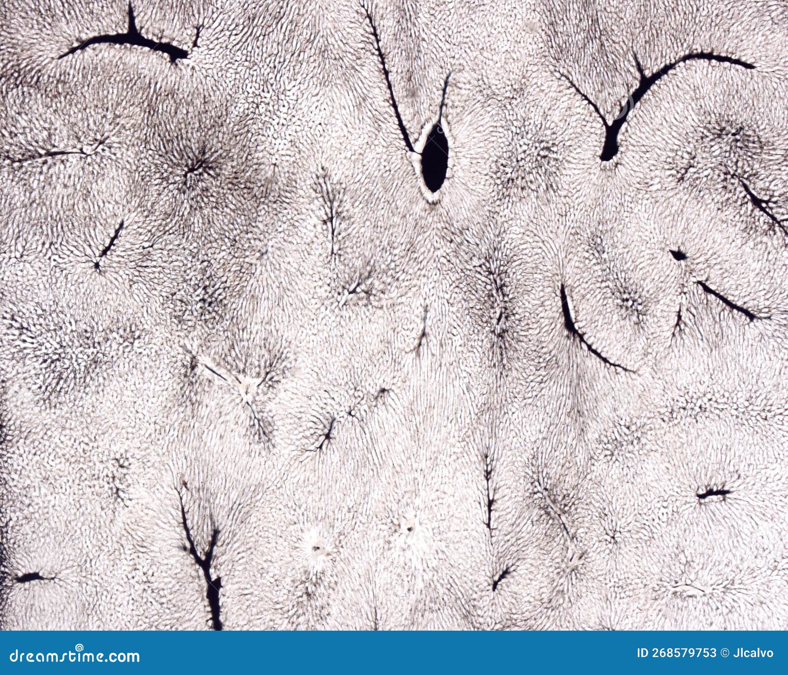 Liver. Blood vessels stock image. Image of histology - 268579753