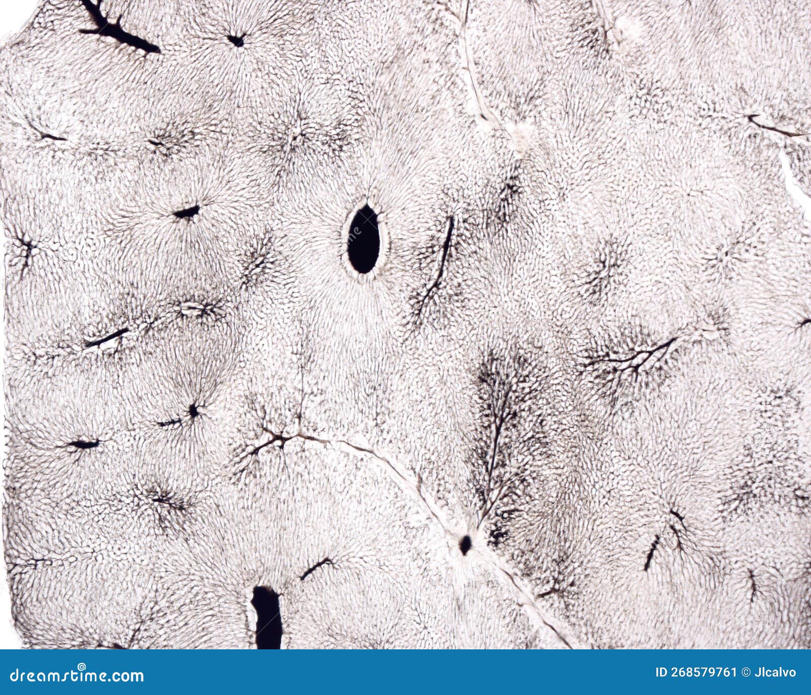 Liver. Blood vessels stock image. Image of central, light - 268579761