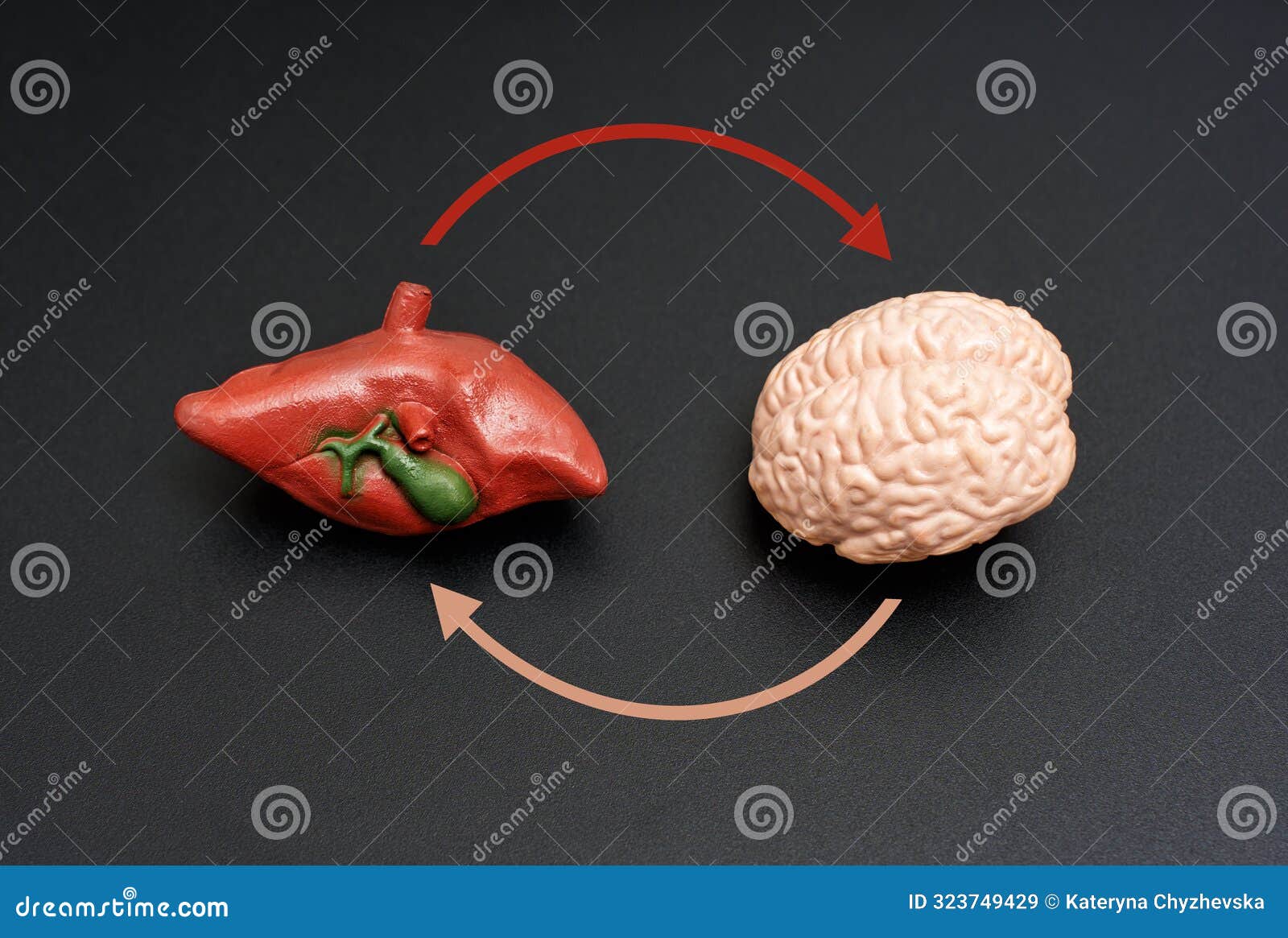 Clay Liver and Brain Models with Circular Arrows on Black Surface Stock ...