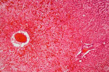 Liver Cells Under the Microscope Stock Image - Image of biology ...