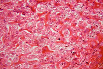 Liver Cells Under the Microscope Stock Photo - Image of hematoxylin ...