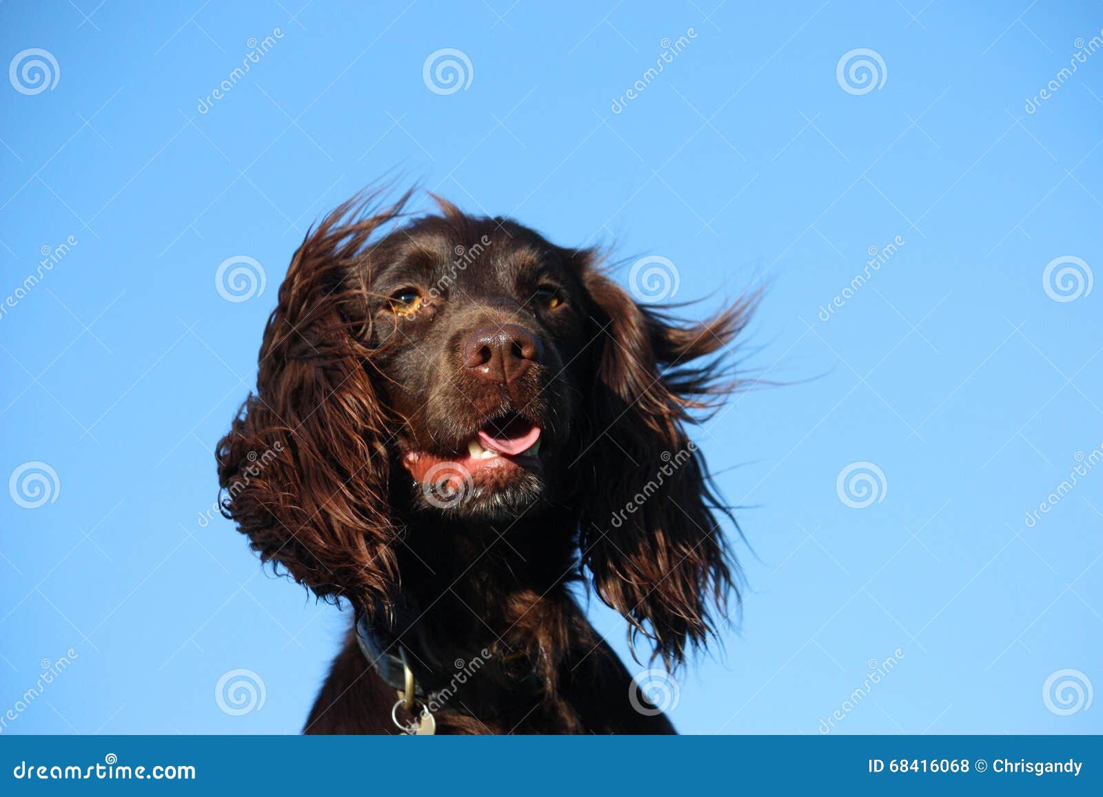 Liver Coloured Working Type Cocker Spaniel Pet Gundog Stock Photo ...