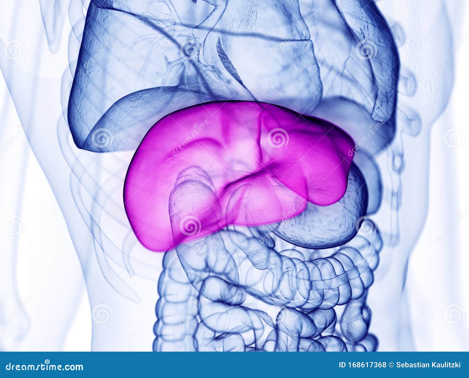 The liver stock illustration. Illustration of body, human - 168617368