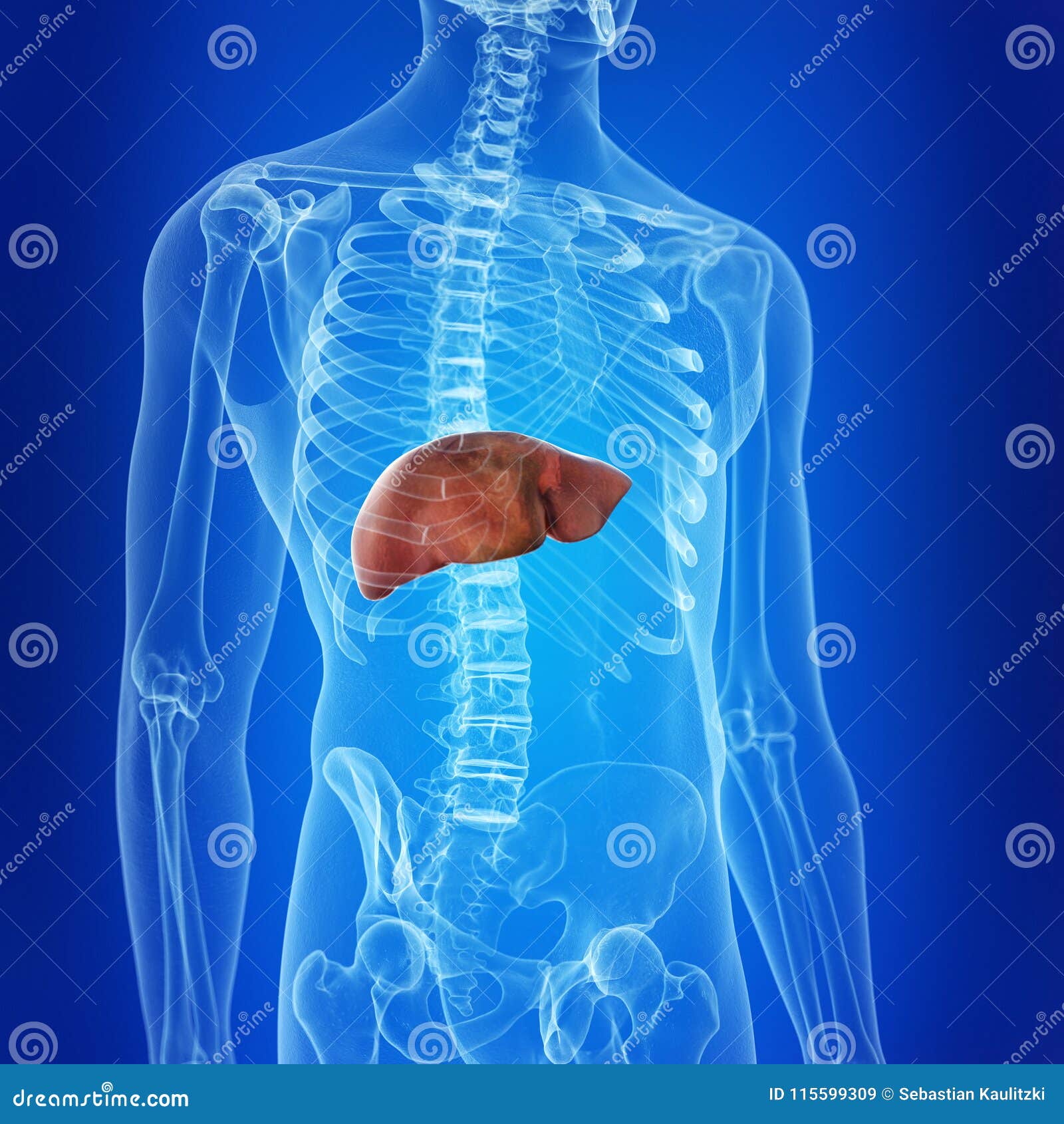 The liver stock illustration. Illustration of artwork - 115599309