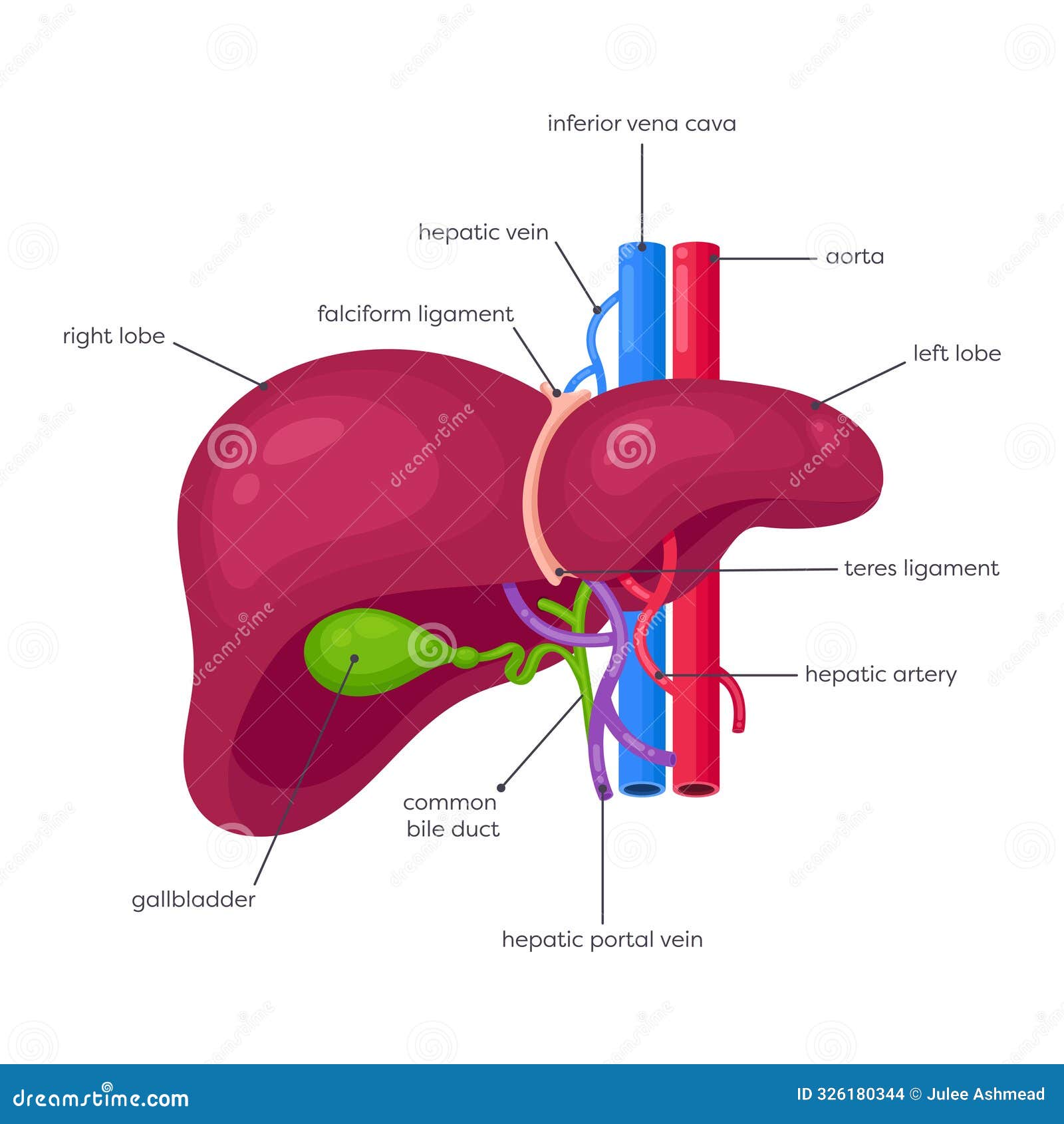Human Liver and Gallbladder Vector Illustration Graphic Diagram Stock ...