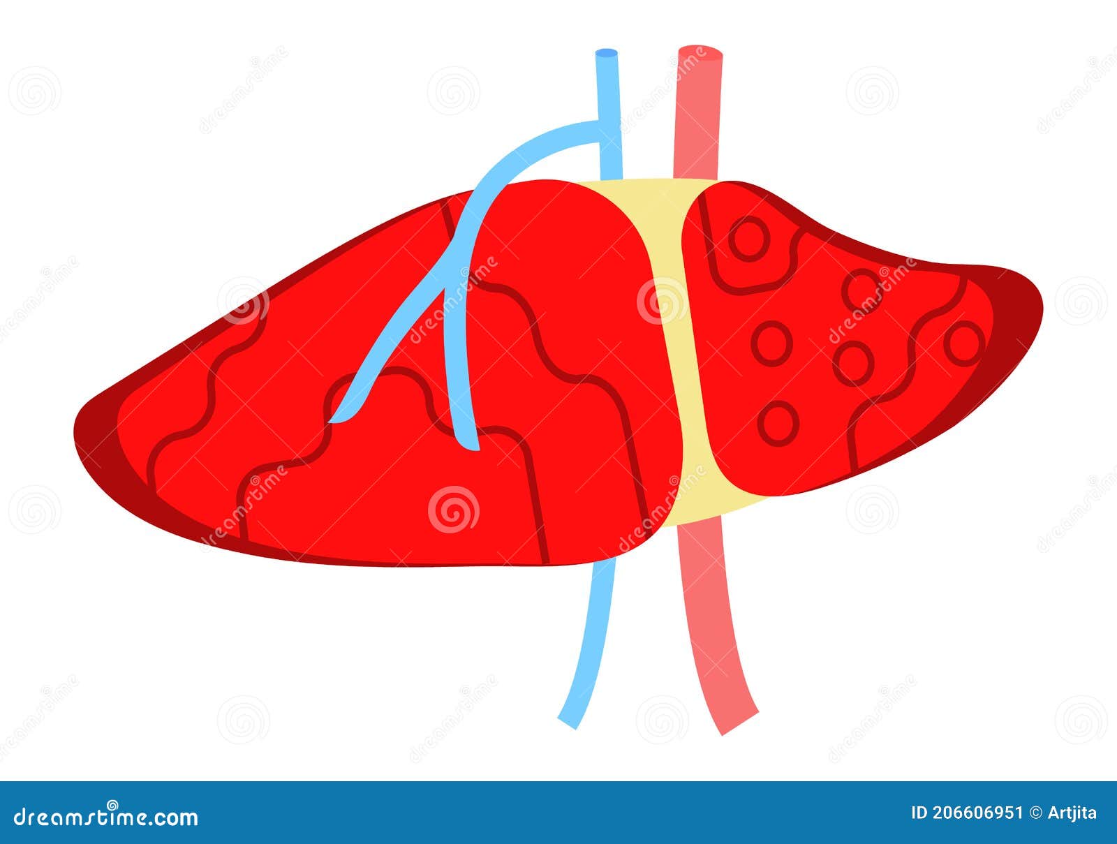 Liver Flat Design Vector for Website and Mobile Website Development ...