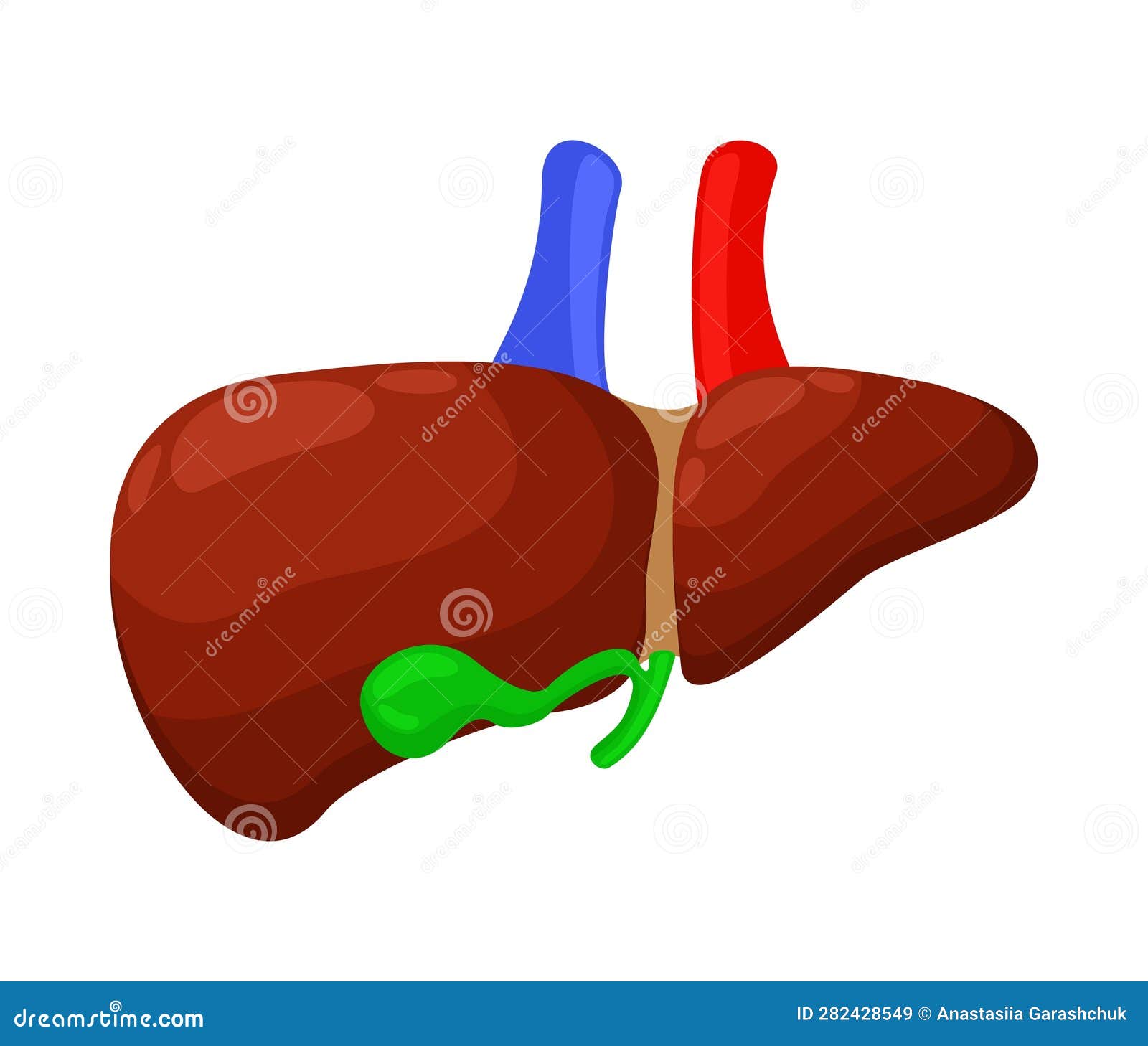 Liver and Gall Bladder. Vector Isolated Illustration Stock Vector ...