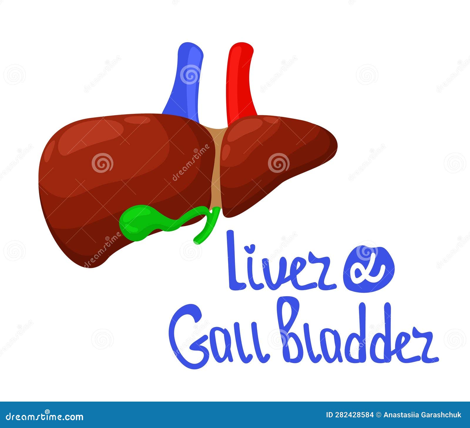 Liver And Gall Bladder. Vector Isolated Illustration With Lettering ...