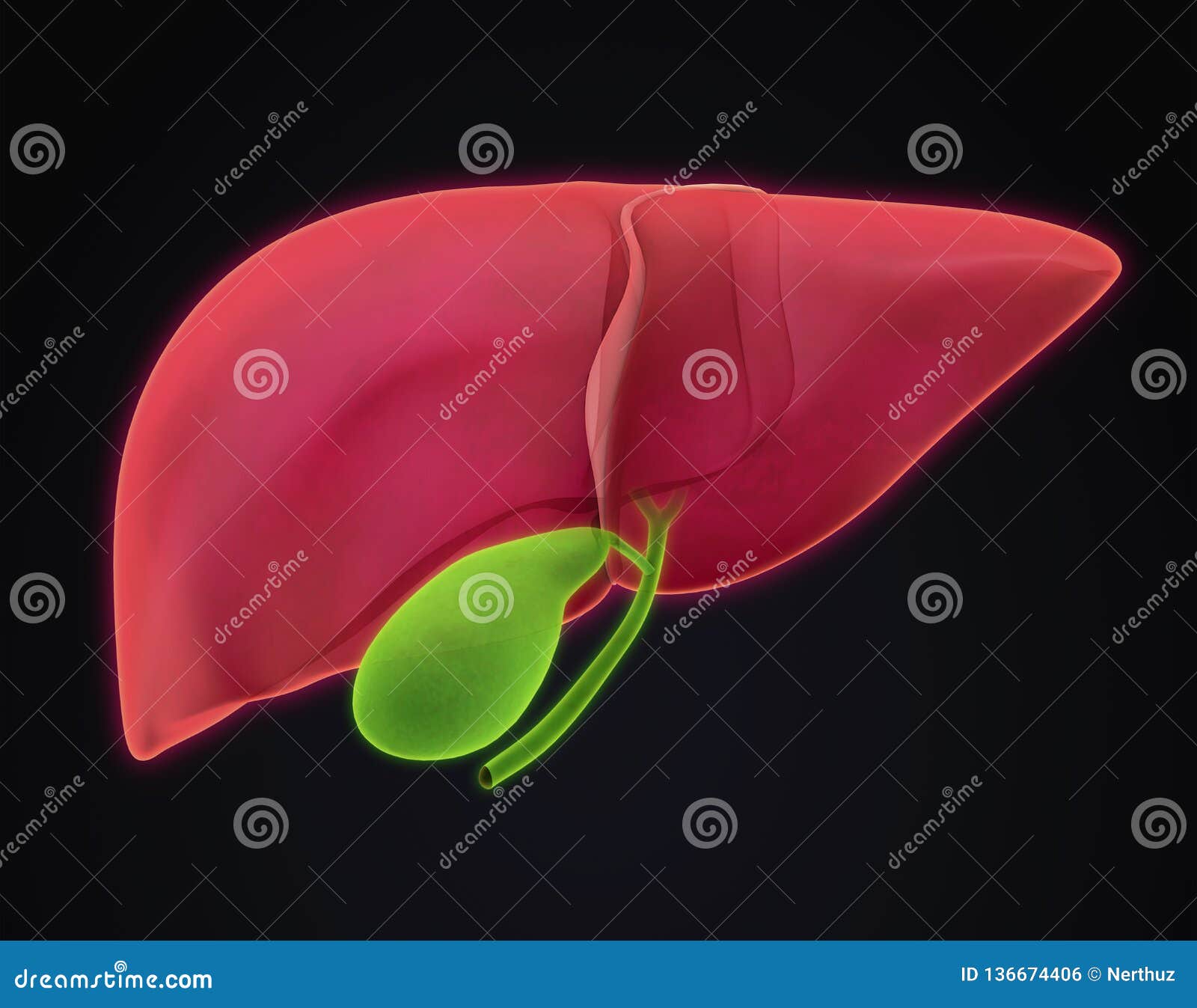 Liver and Gallbladder Anatomy Stock Illustration - Illustration of ...