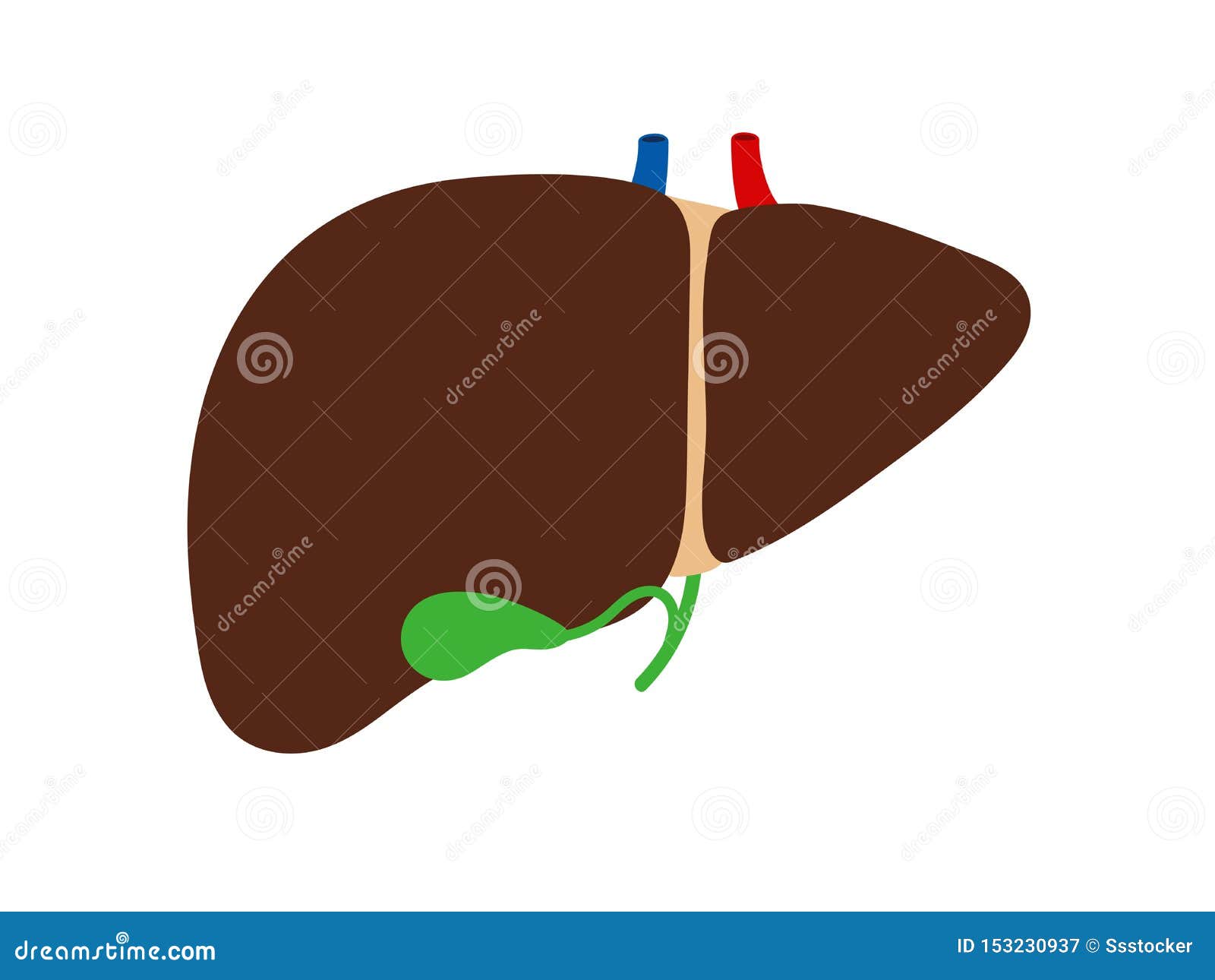 Liver, Gallbladder And Pancreas, Labeled, Anatomical Illustration ...